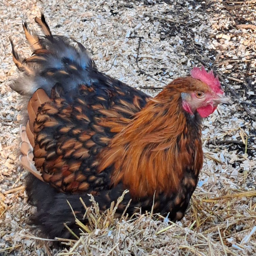 Орпингтон золотистоокаймлённый