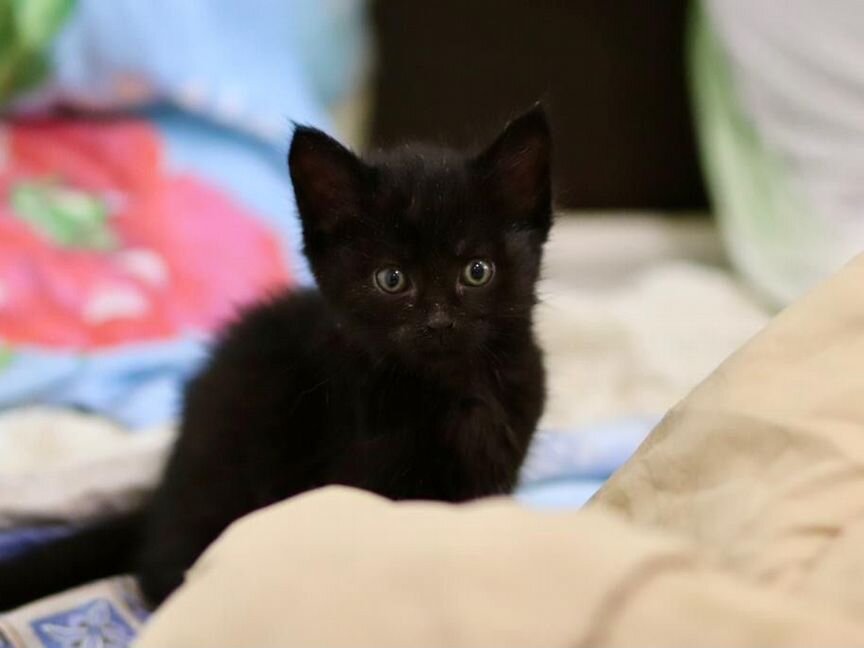 Котенок ищет дом