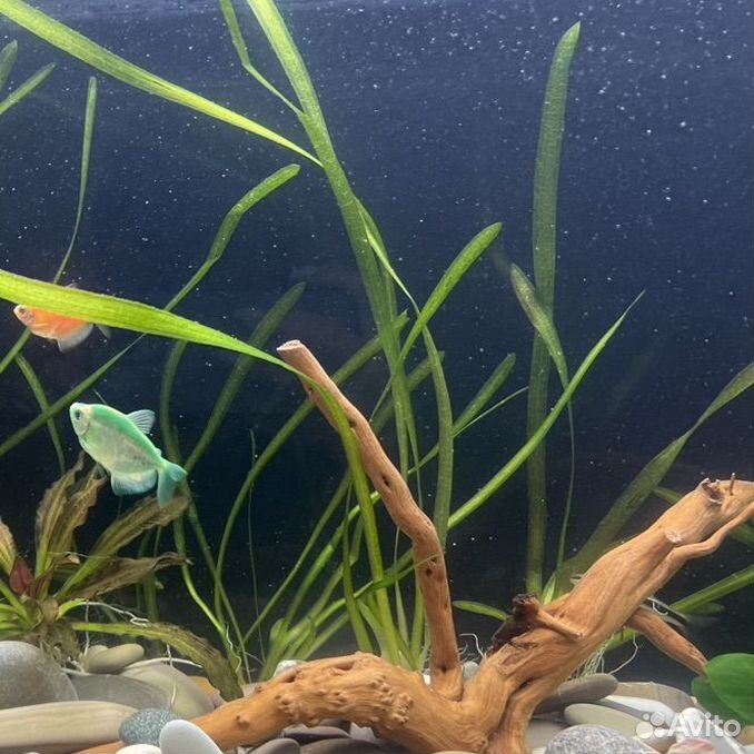 Сакура коряга для аквариума