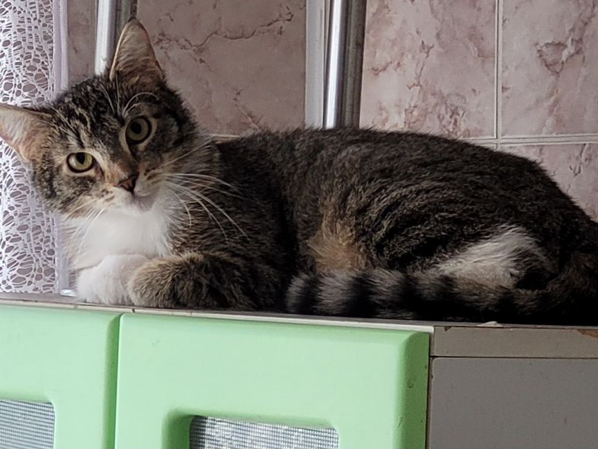 Кошка
