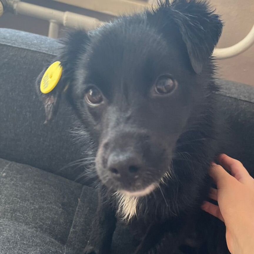 Щенок в добрые руки