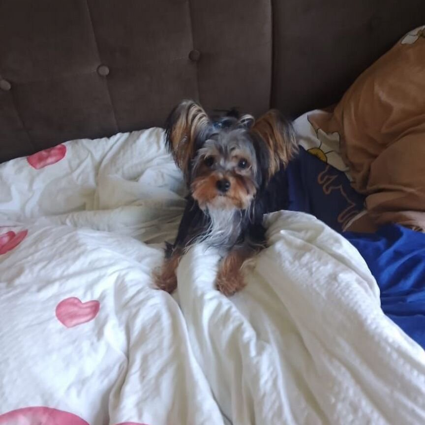 Йоркширский терьер