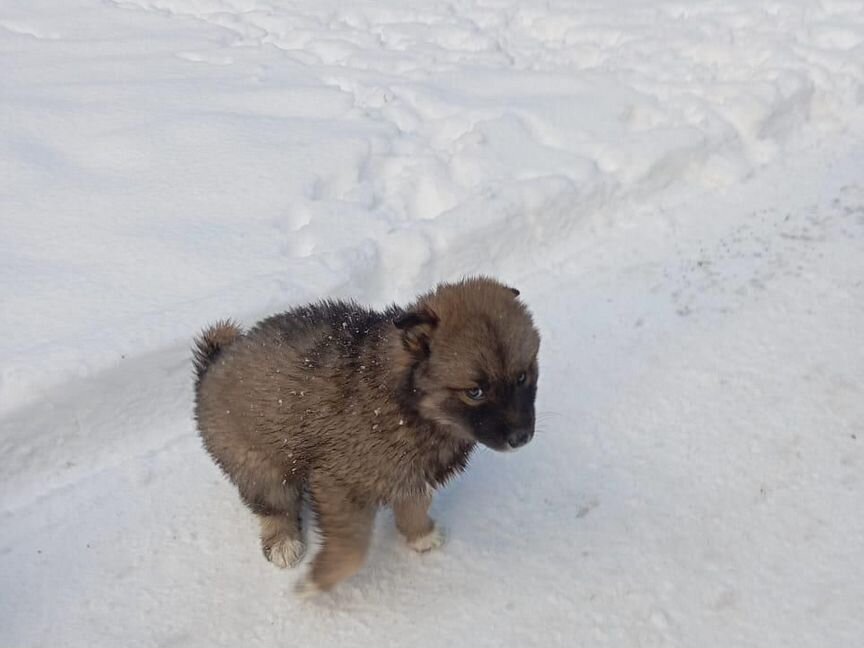Отдам в добрые руки щенков хаски (помесь)