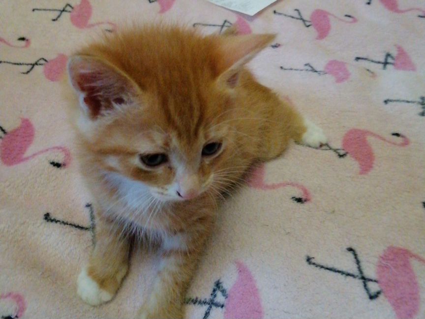 Кошки породистые