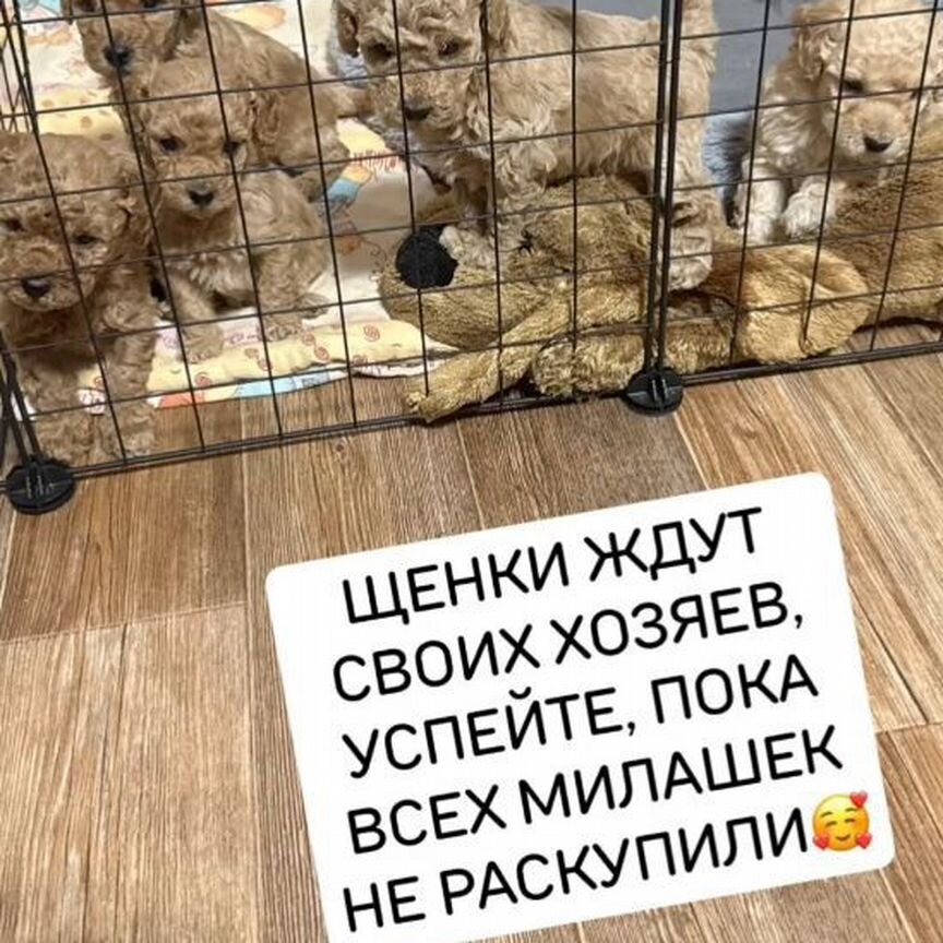 Пудель, щенок