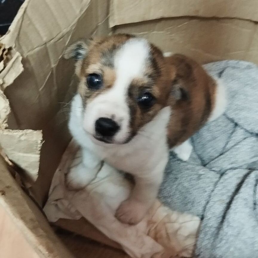 Щенок в добрые руки бесплатно