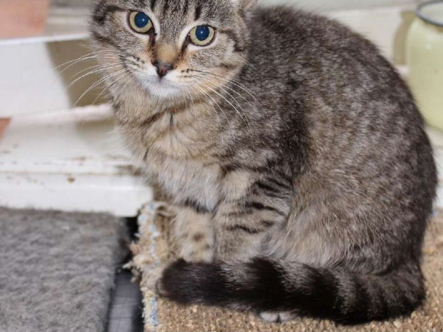 Милая Рысенька