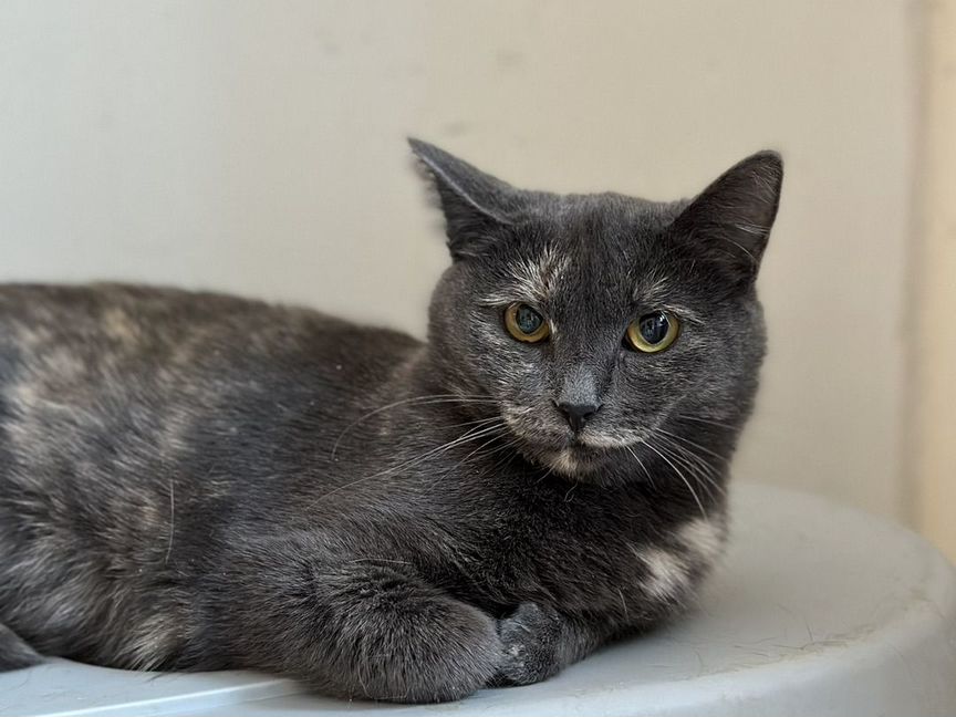 Оливка ищет дом