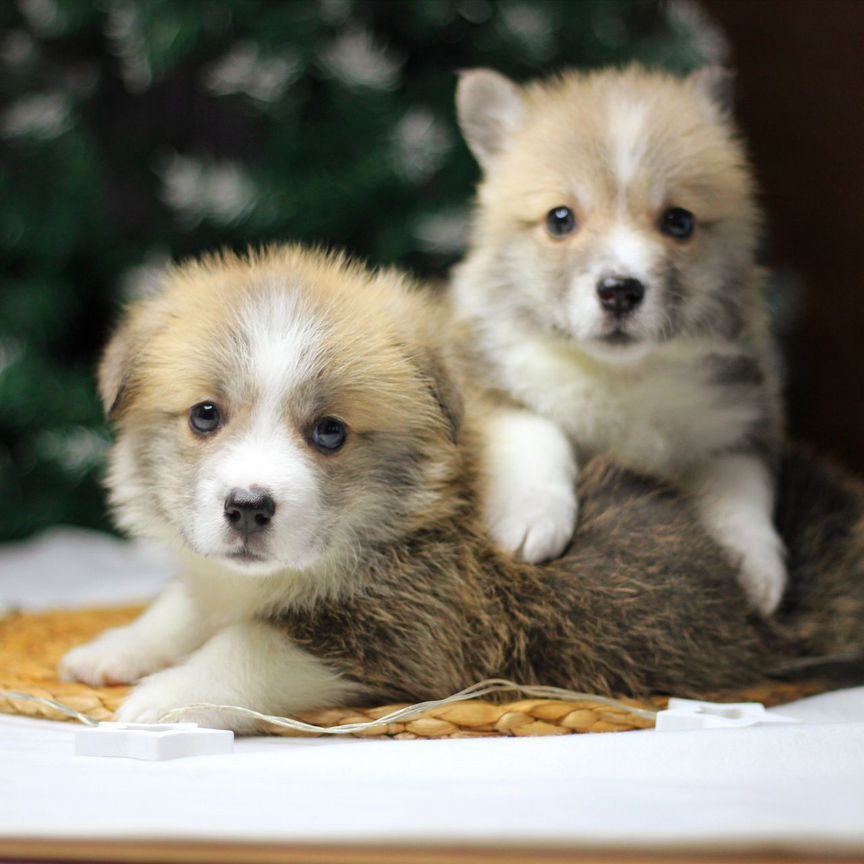 Щенки мальчишки Вельш корги пемброк