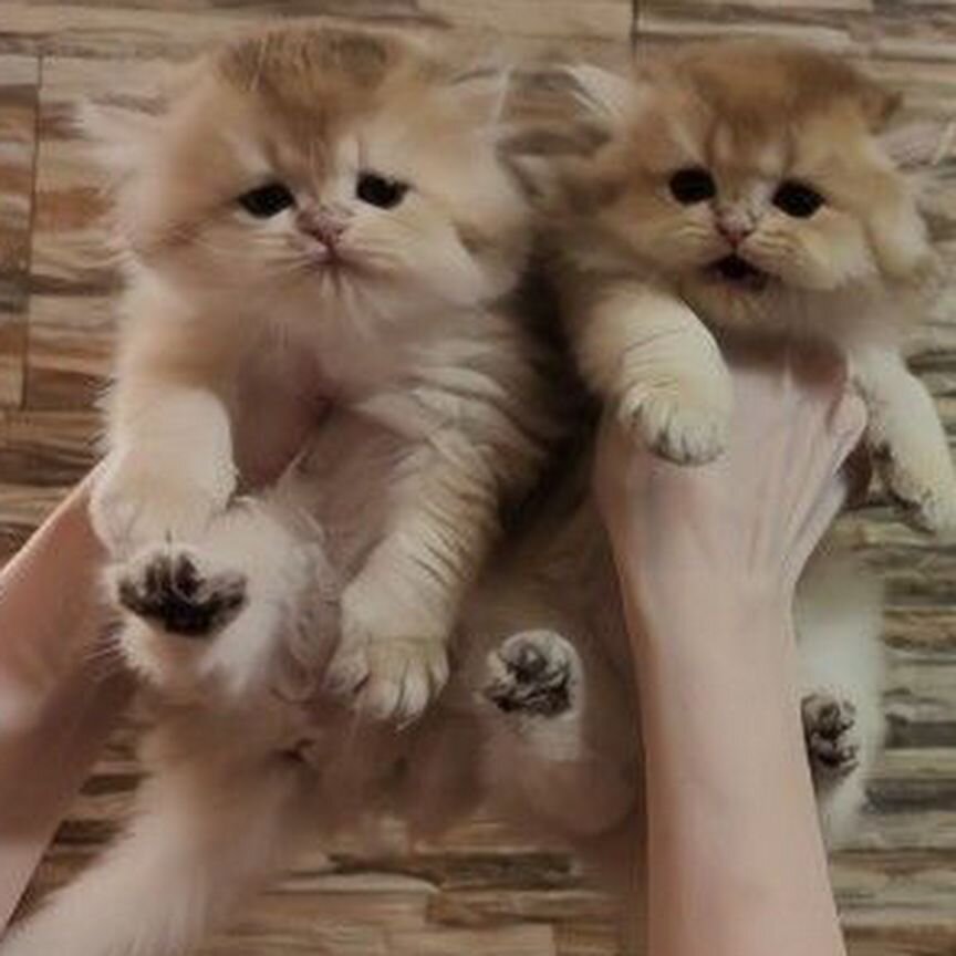Котята золотая шиншилла длинношерстная