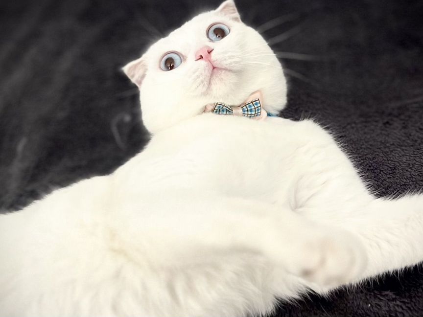 Вислоухий котик бесплатно