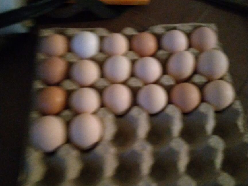 Пшеница озимая