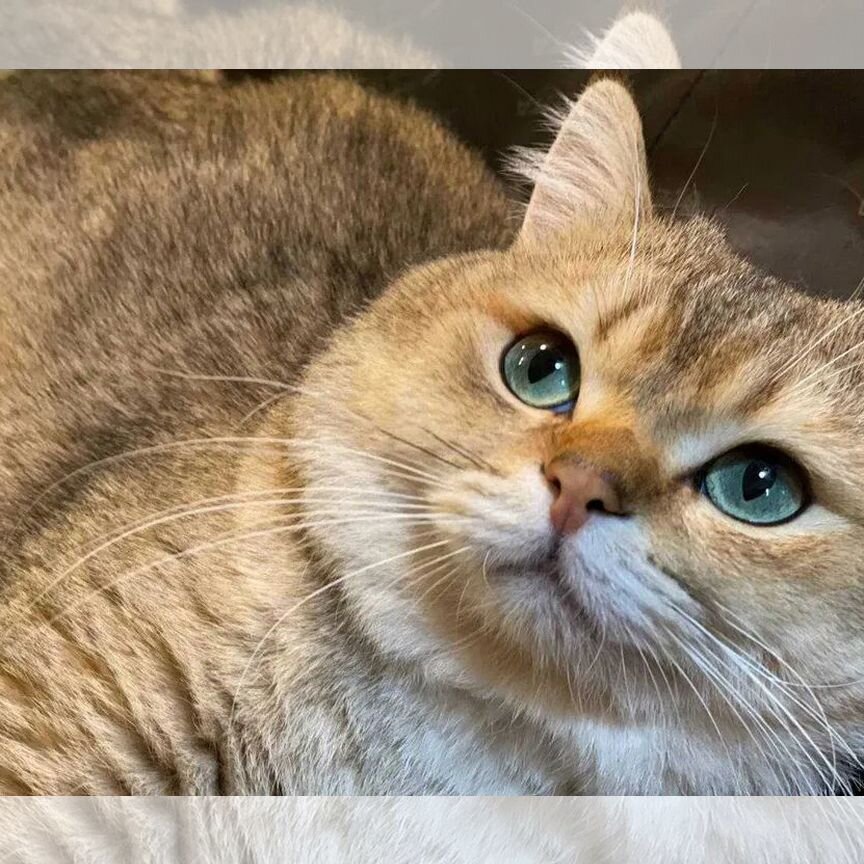 Кот золотая шиншила