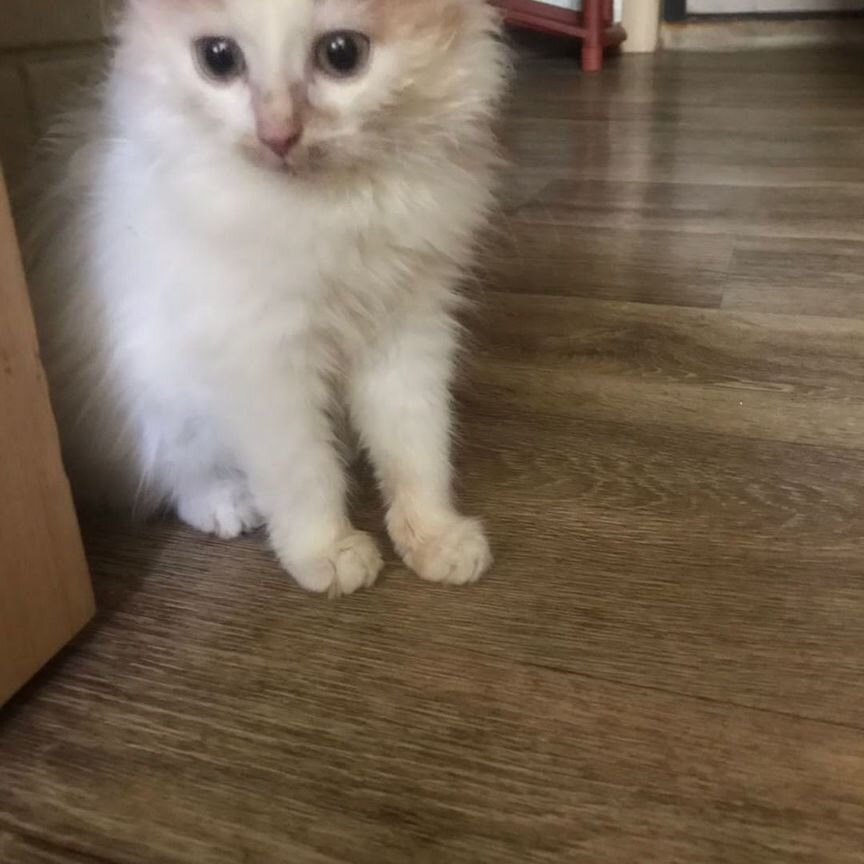 Кошка в дар бесплатно