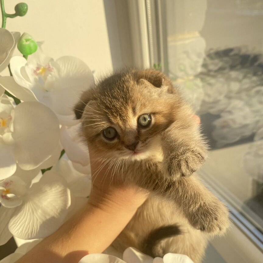 Котенок мальчик британец