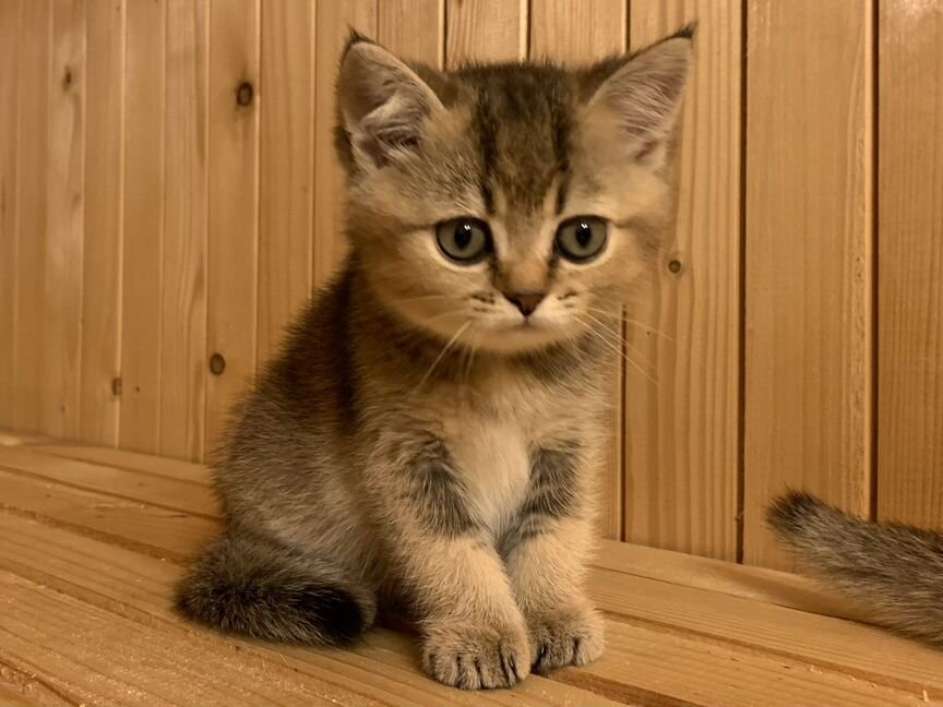 Котёнок Британская золотая шиншилла девочка
