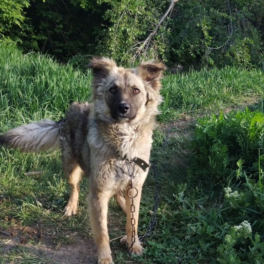 Бакс ищет дом