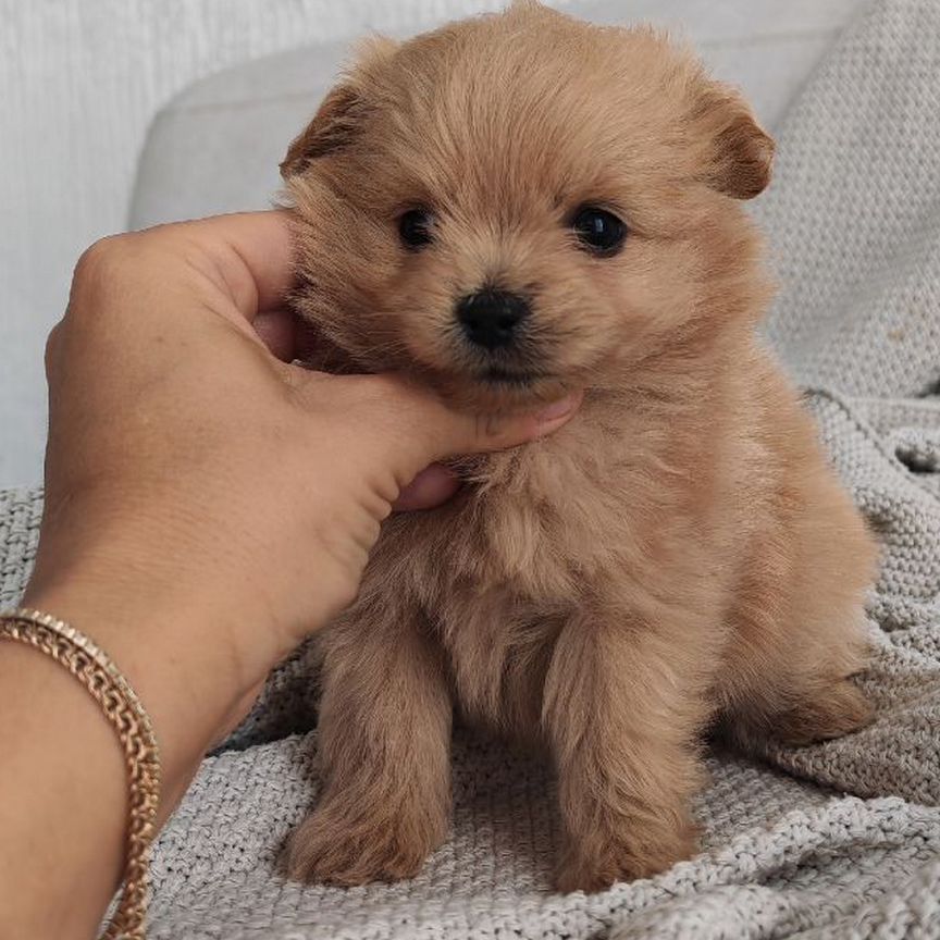 Мальтипу, щенок