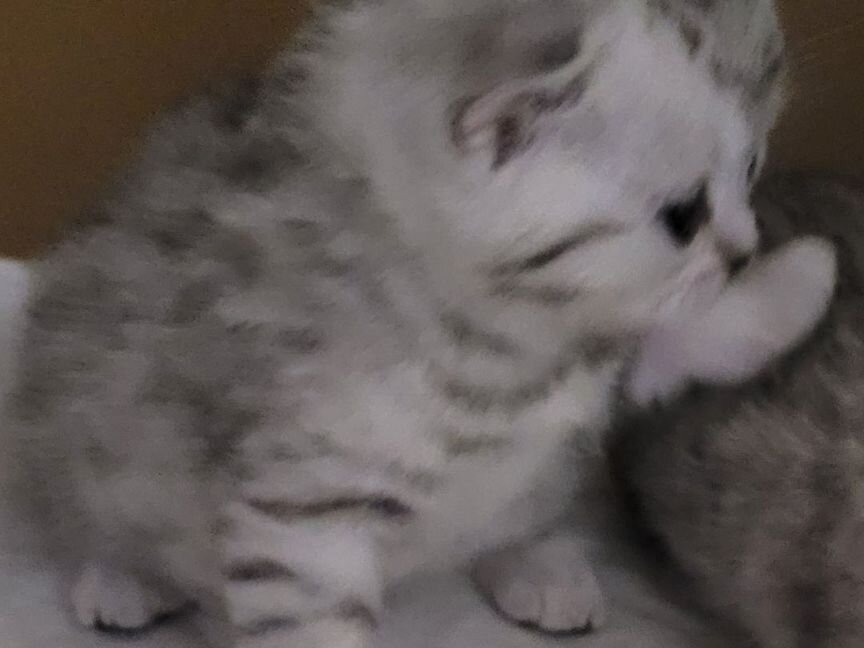 Шотландские прямоухие котята