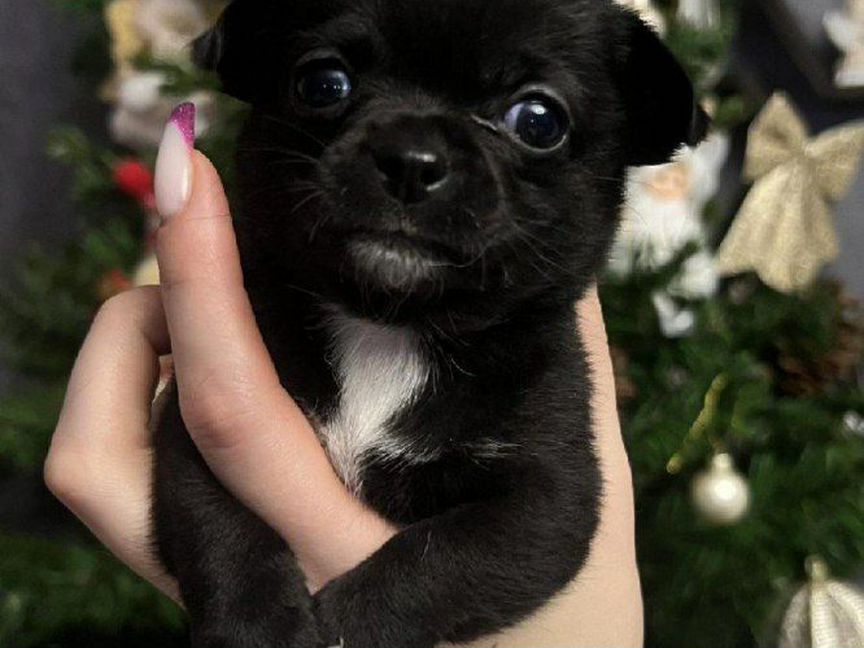 Щенок Чихуахуа mini (девочка)