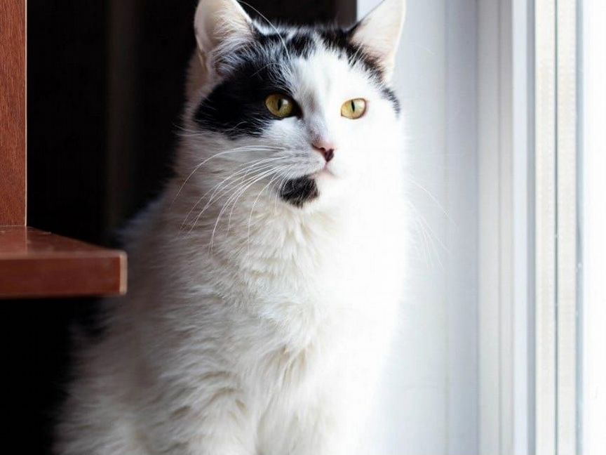 Кошка стерилизованная в добрые руки