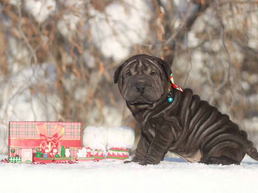 Шарпей голубогенная девочка