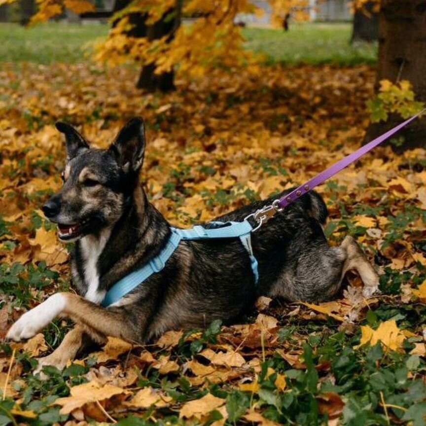 Взрослый пёс в добрые руки