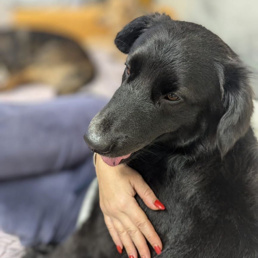 Собака мальчик небольшой