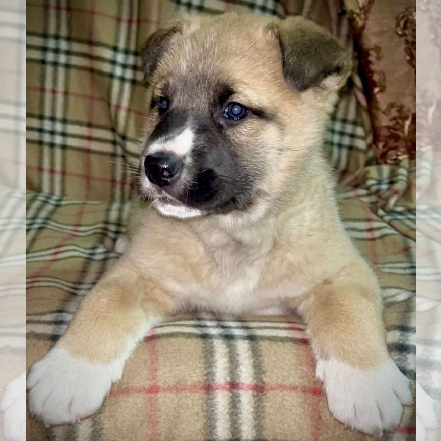 Щенок в добрые руки