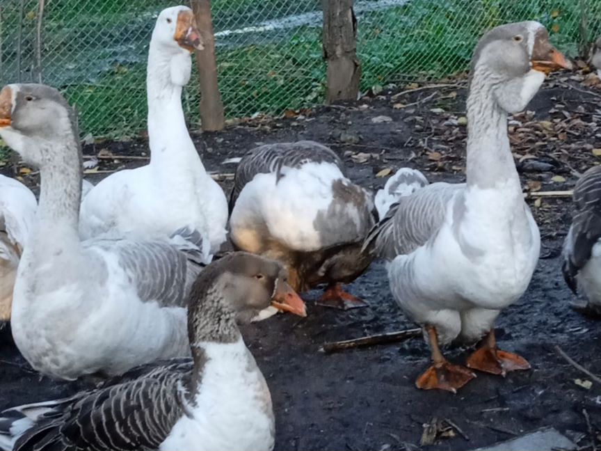 Холмогорские гуси на племя