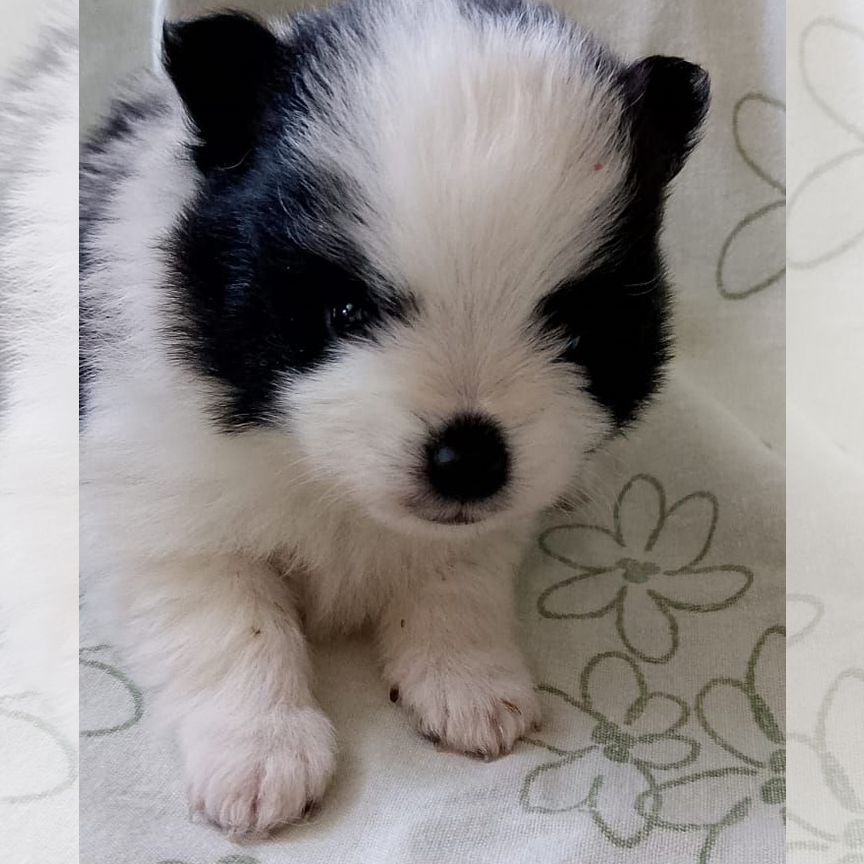 Продажа щенков Шпица