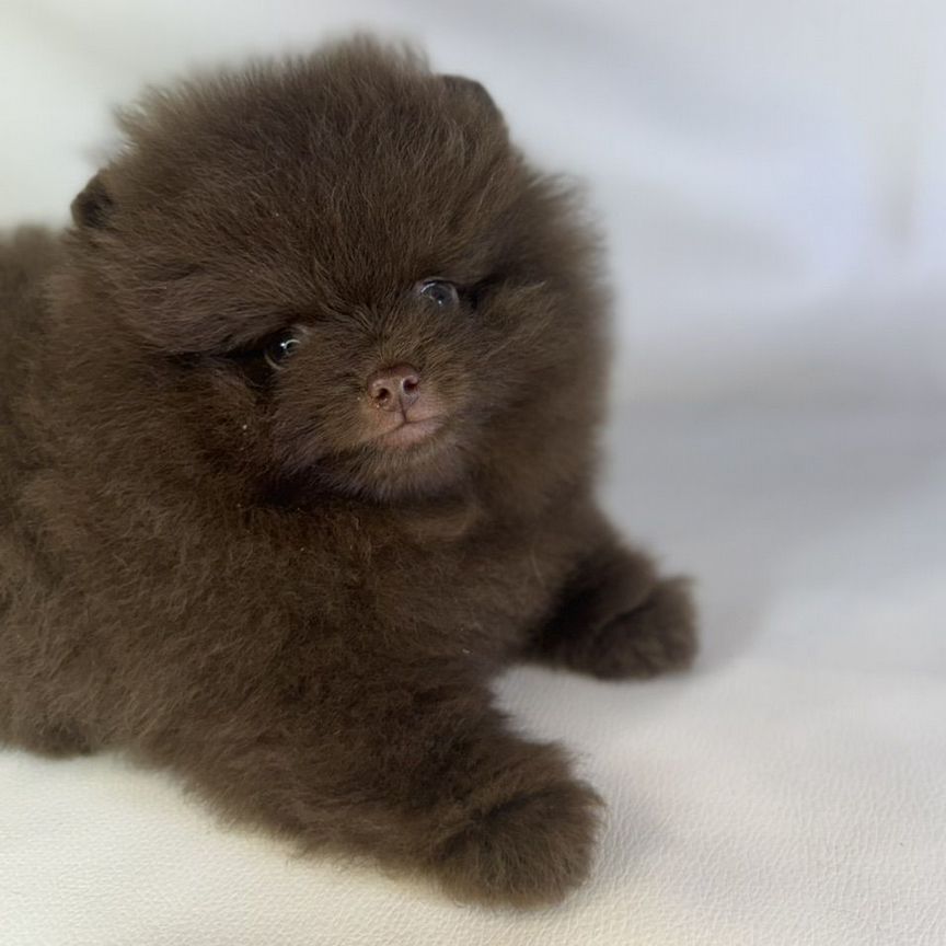 Померанский шпиц, щенок