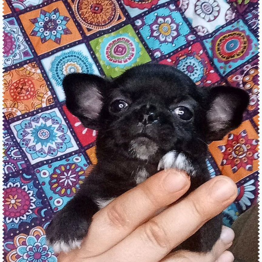 Мальчик черный с белым