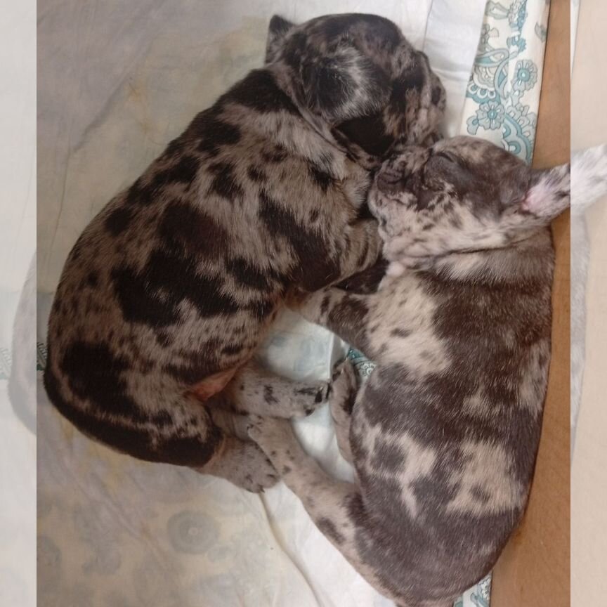 Французский бульдог, щенок