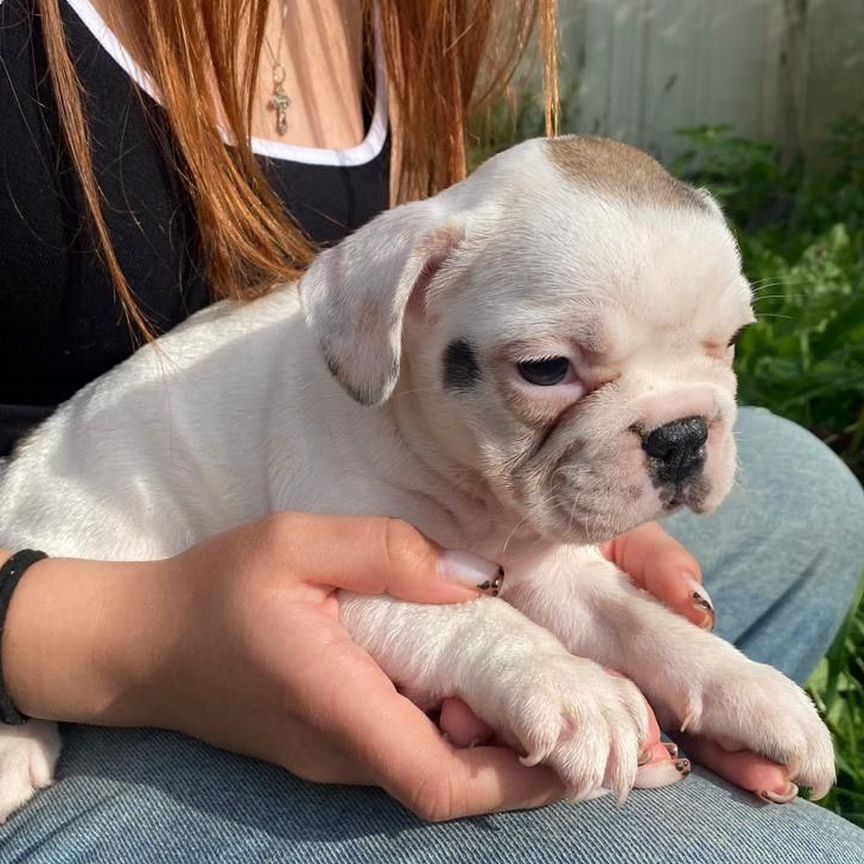 Французский бульдог, щенок