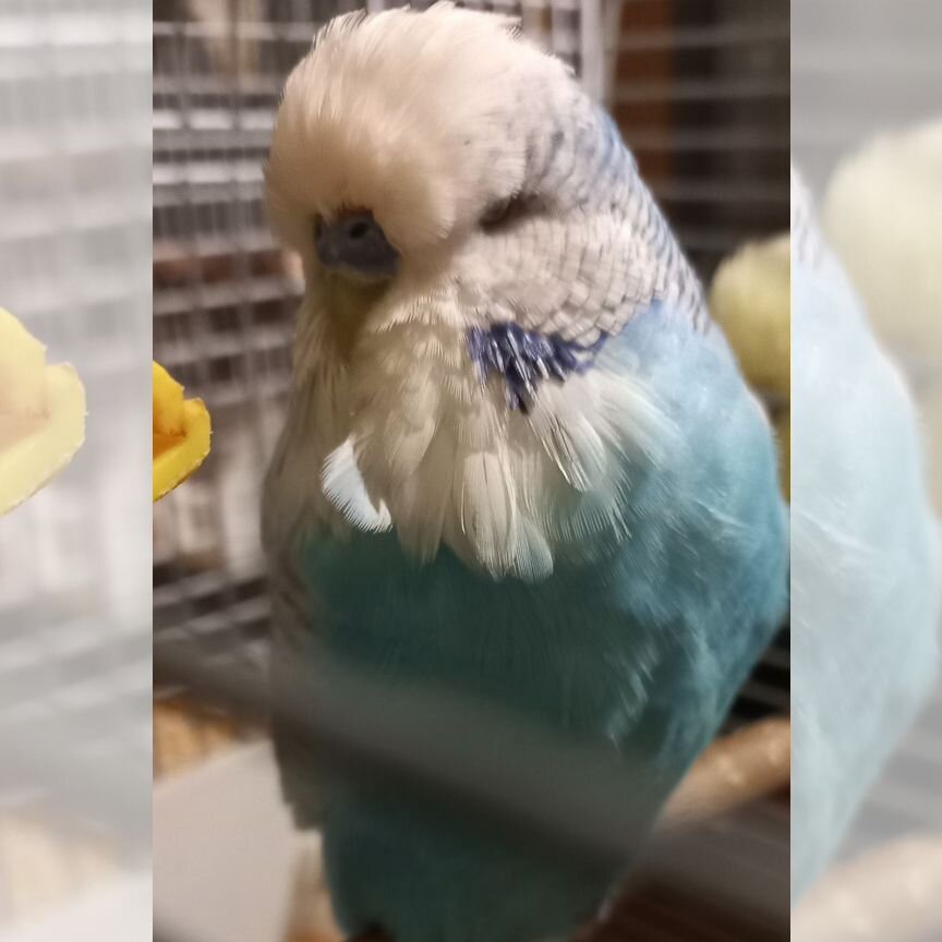 Выставочный волнистый попугай ввп чех, самец