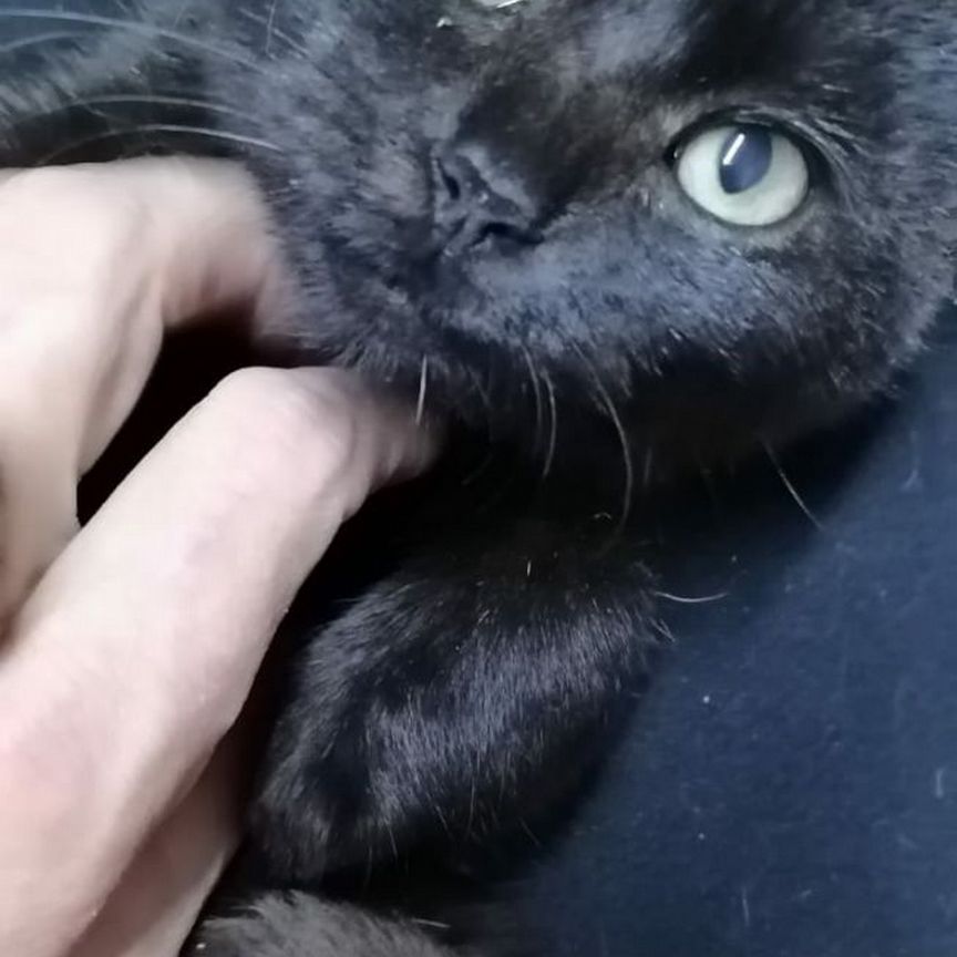 Котенок девочка уже стерилизована,месяца3 или 3.5