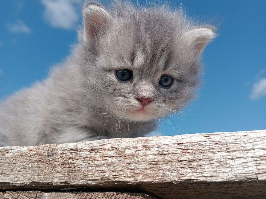 Британский длинношерстный котенок