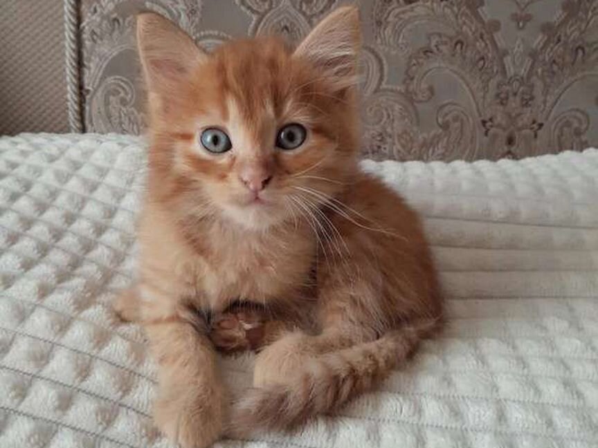 Отдам рыженького котенка в хорошие добрые руки