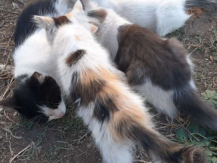 Кошка молодая с взрослыми котятами