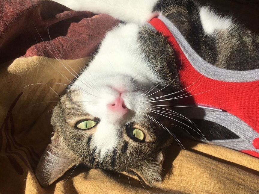 Особенный котик Гоша