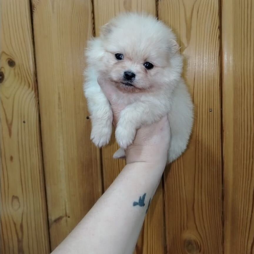 Щенок