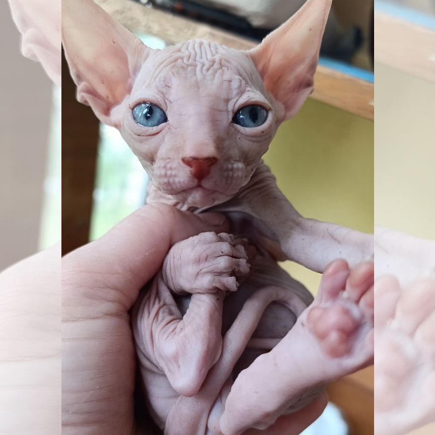 Канадский сфинкс котёнок