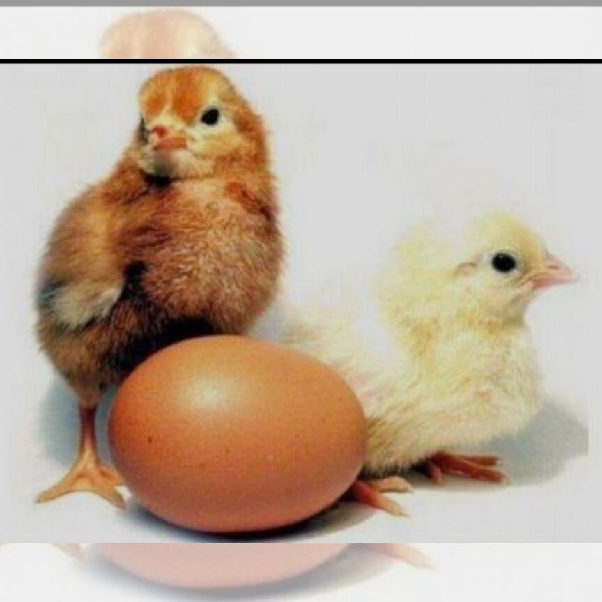 Цыплята курочки Ломан Браун и Ломан Уайт,Ульяновка