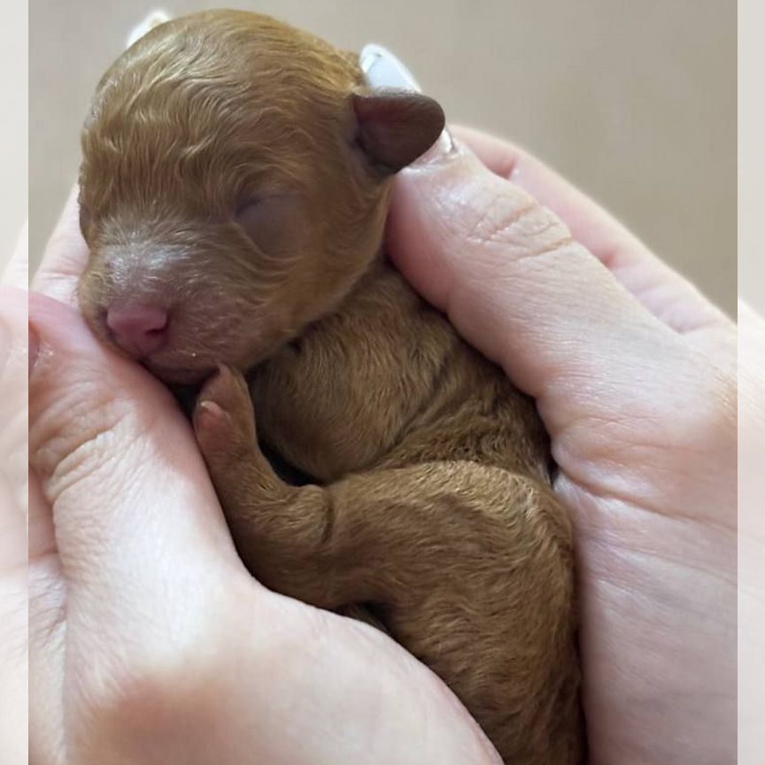 Той-пудель, щенок