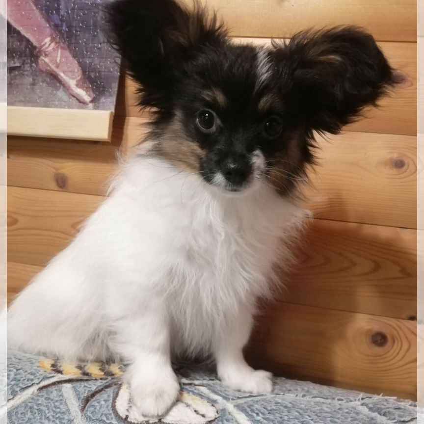 Континентальный той-спаниель папильон, щенок