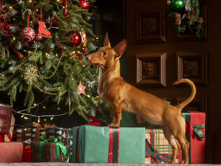 Щенки Поденко Мането, Podenco Maneto