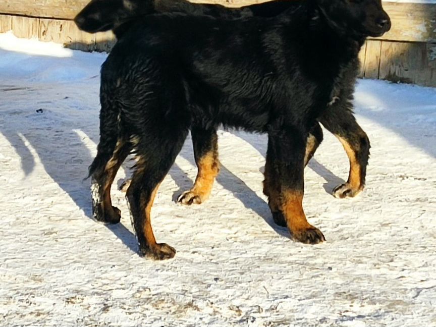 Щенки охраники