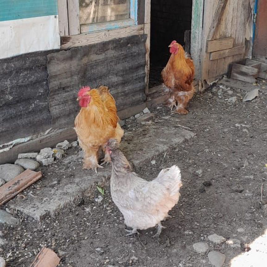 Куры петухи