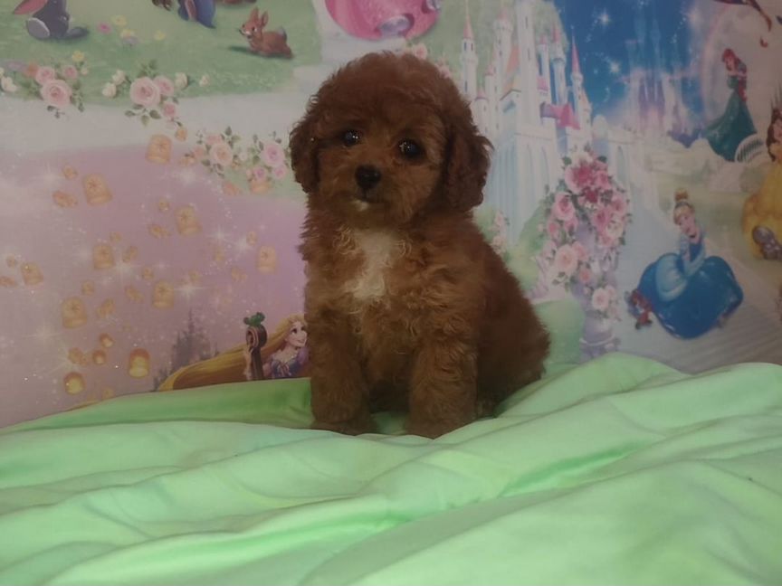 Мальтипу мини